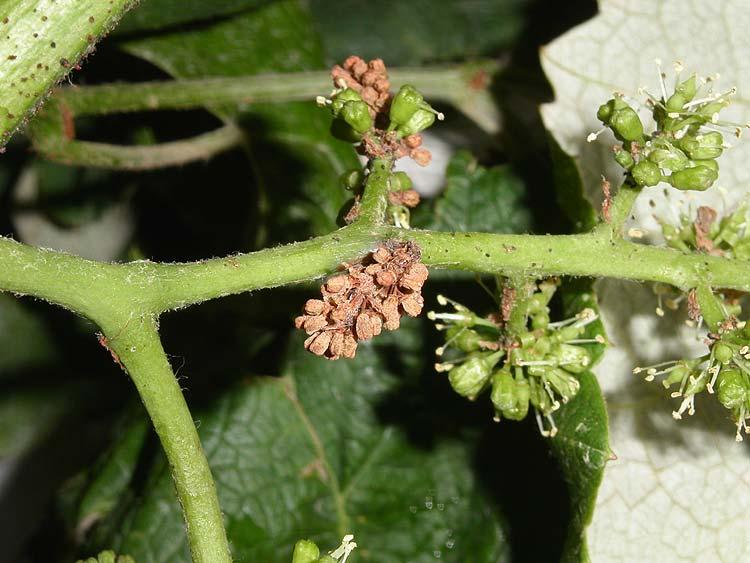 ぶどうの病害について 晩腐病 灰色かび病 べと病 シンジェンタジャパン Syngenta Japan